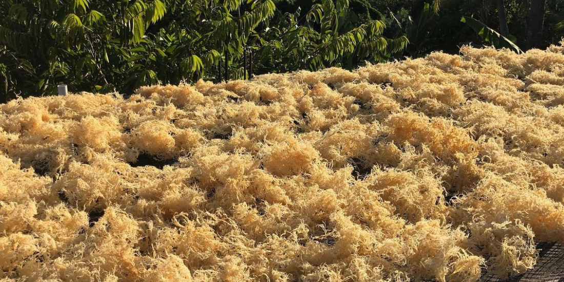 Real vs FAKE sea moss - what should you look out for? – oneselfwellbeing